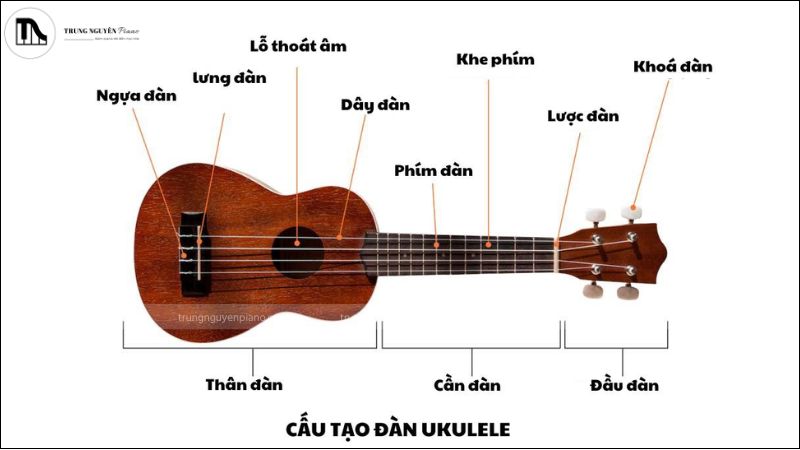 Hợp âm Ukulele cơ bản cho người mới bắt đầu