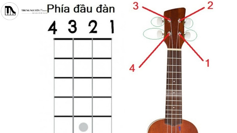 Hợp âm Ukulele cơ bản cho người mới bắt đầu